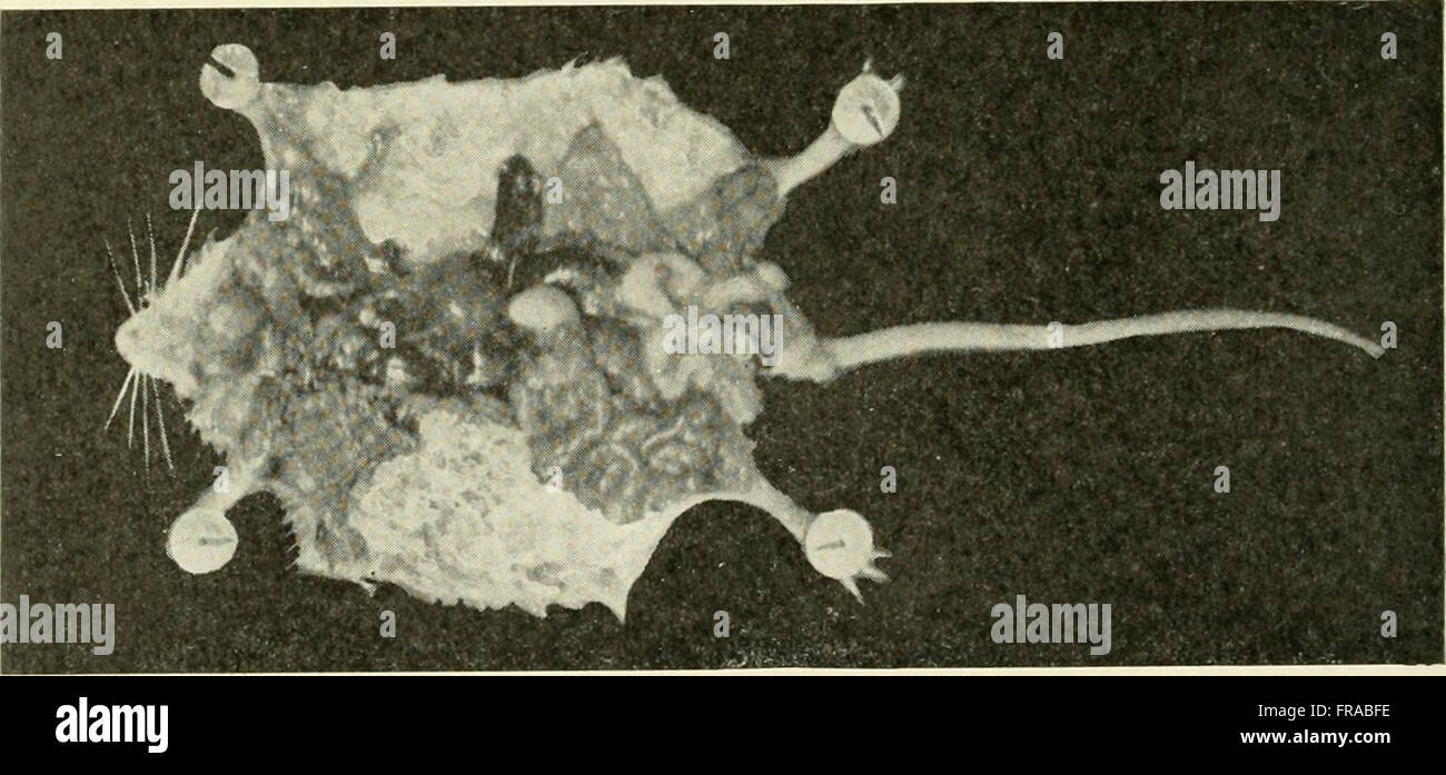 Autopsy techniques hi-res stock photography and images - Alamy
