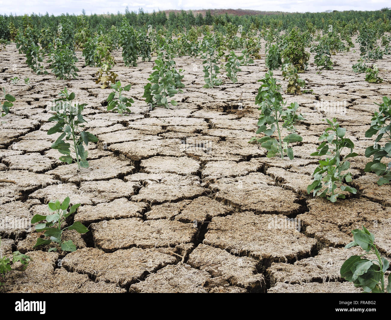 Cracked land plants hi-res stock photography and images - Alamy