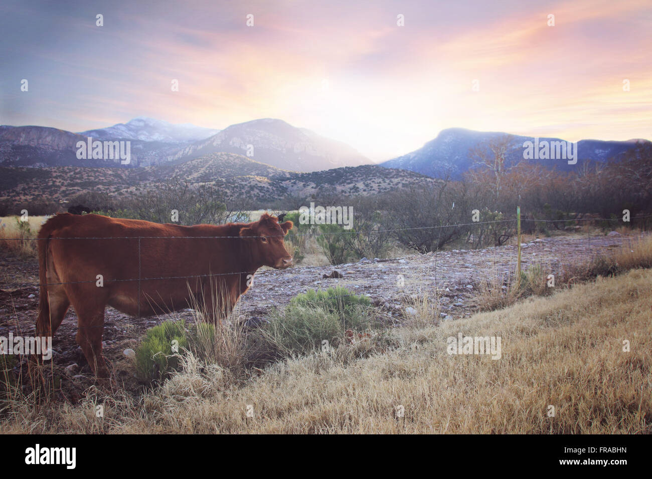 Cattle Cows Ranch Arizona High Resolution Stock Photography and Images ...