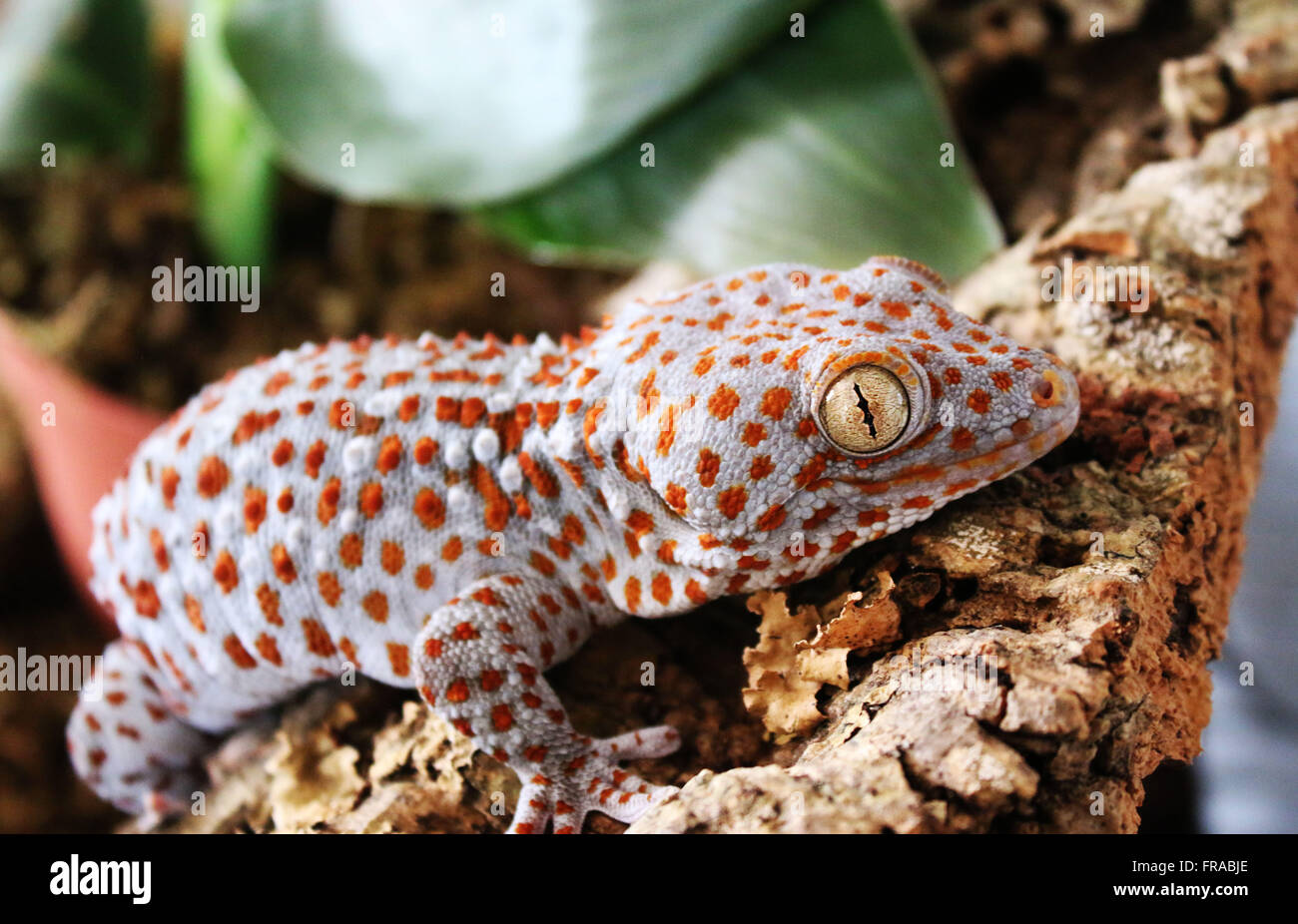 Tokay Stock Photos & Tokay Stock Images - Alamy