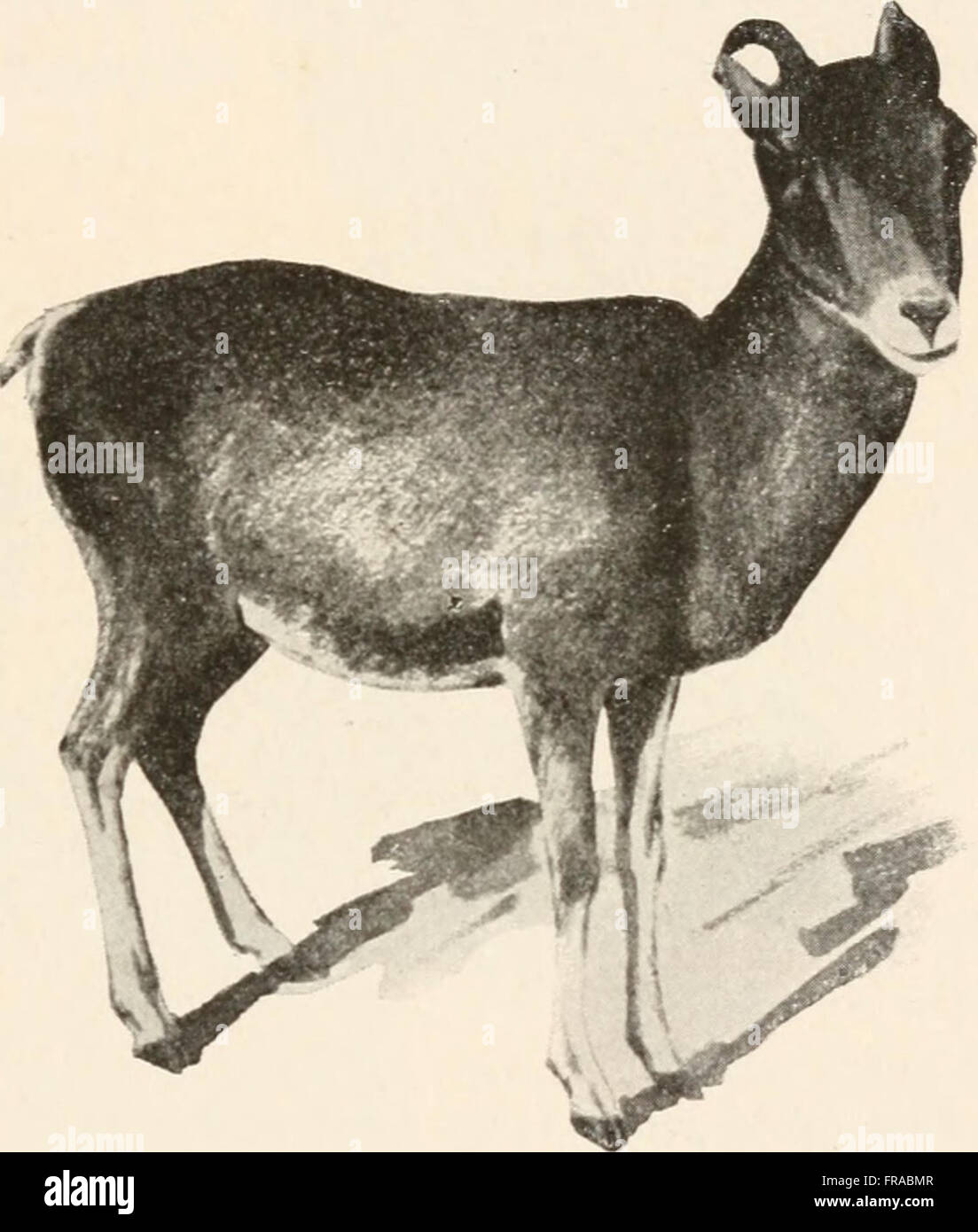 This 1911 textbook, 'The Animals and Man,' combines zoology and human ...