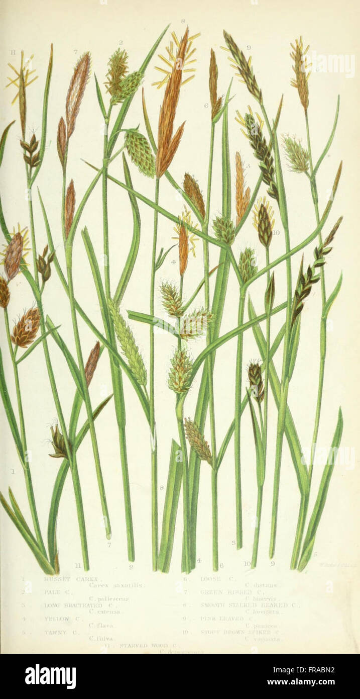 English grasses drawings hi-res stock photography and images - Alamy