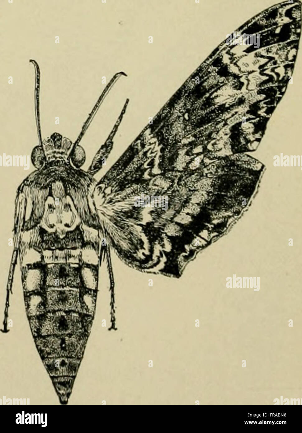 This historic journal from The American Museum captures key scientific ...