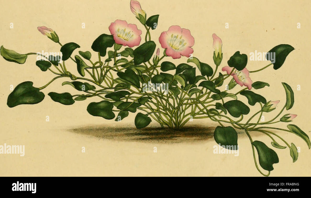 This botanical work showcases rare and new plants with detailed ...
