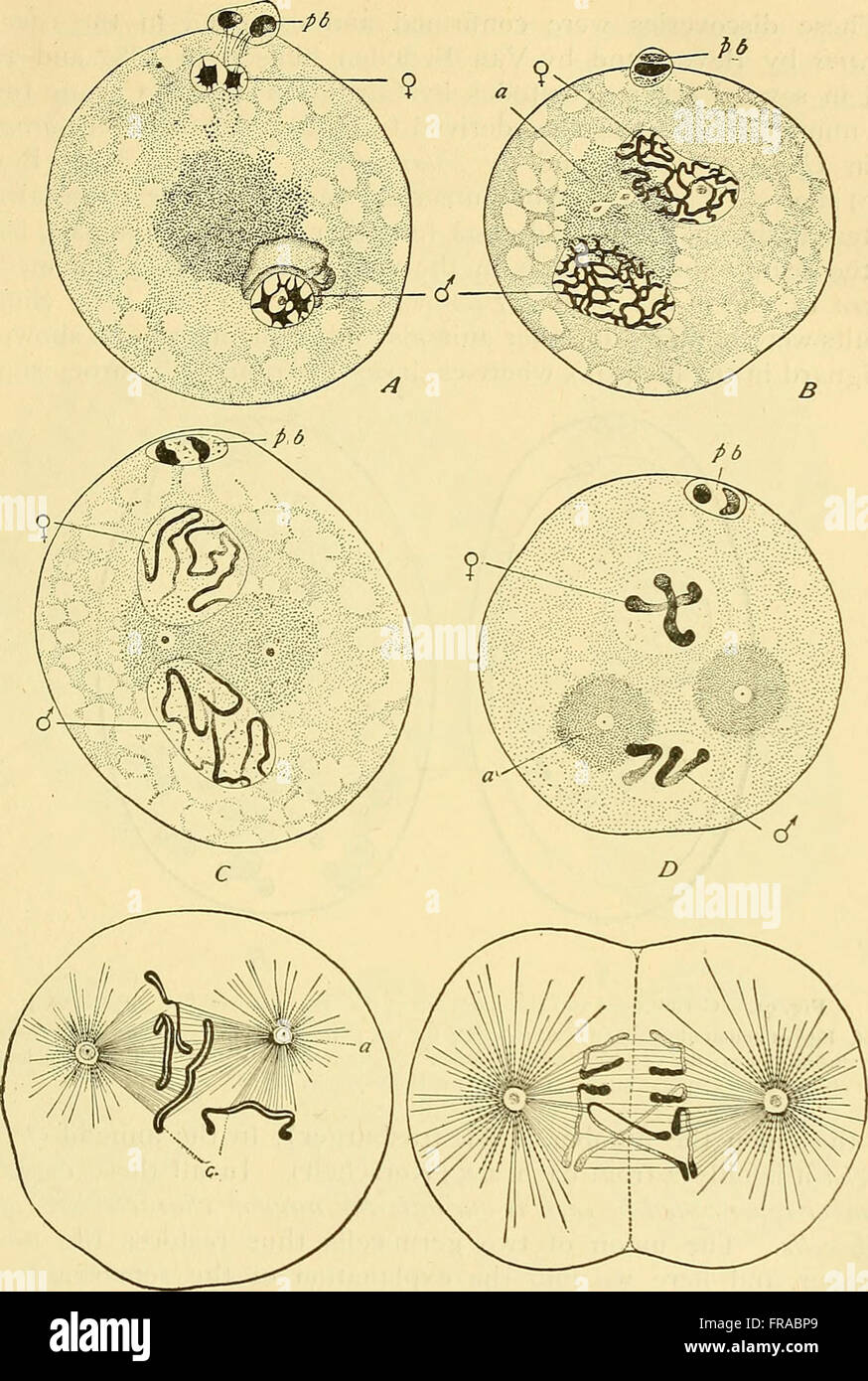An illustration from the 1902 book 'The Cell in Development and ...