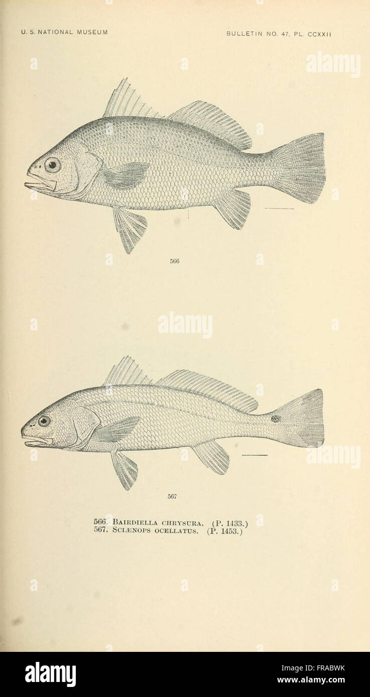 The fishes of North and Middle America (Pl. CCXXII Stock Photo - Alamy