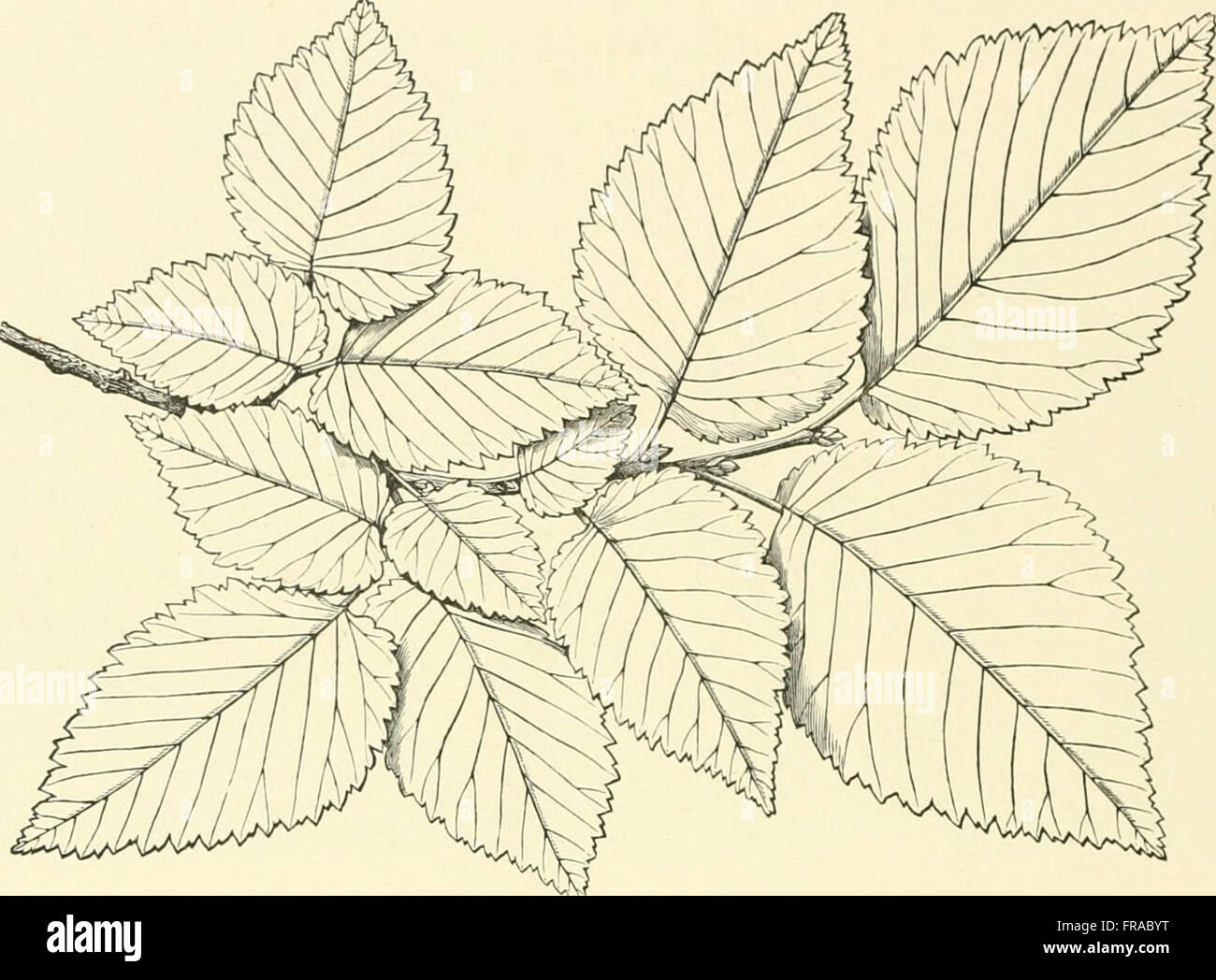 *The Natural History of Plants* (1902) covers the forms, growth ...
