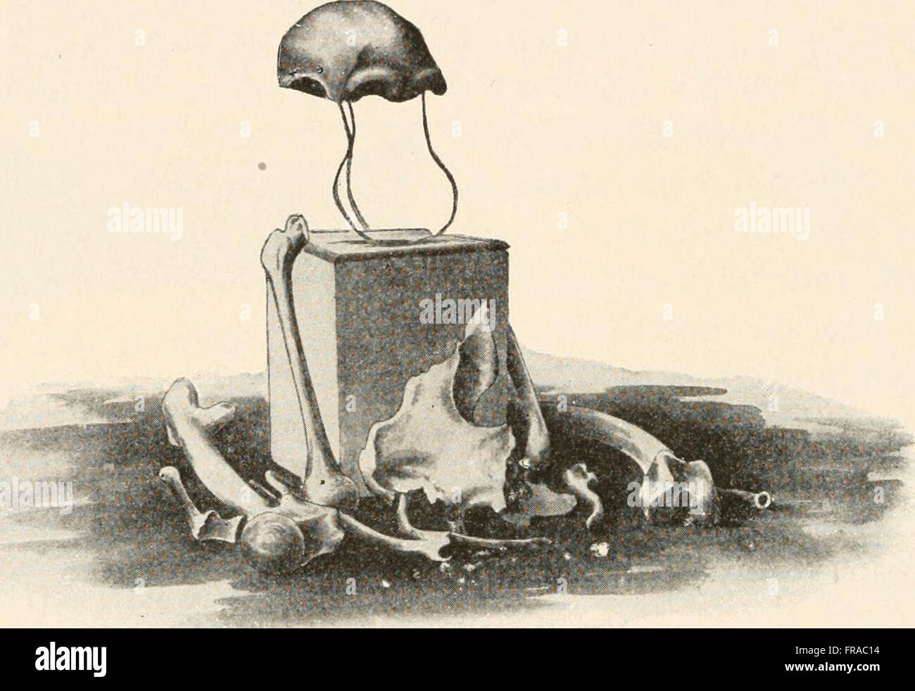 This 1911 textbook provides an introductory exploration of zoology and ...