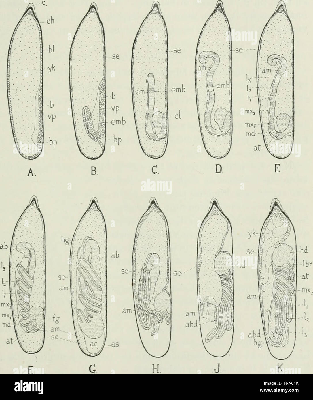 'The Biology of Dragonflies' (1917) provides an in-depth examination of ...