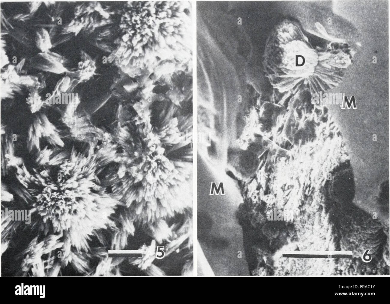 The Biological bulletin Stock Photo - Alamy