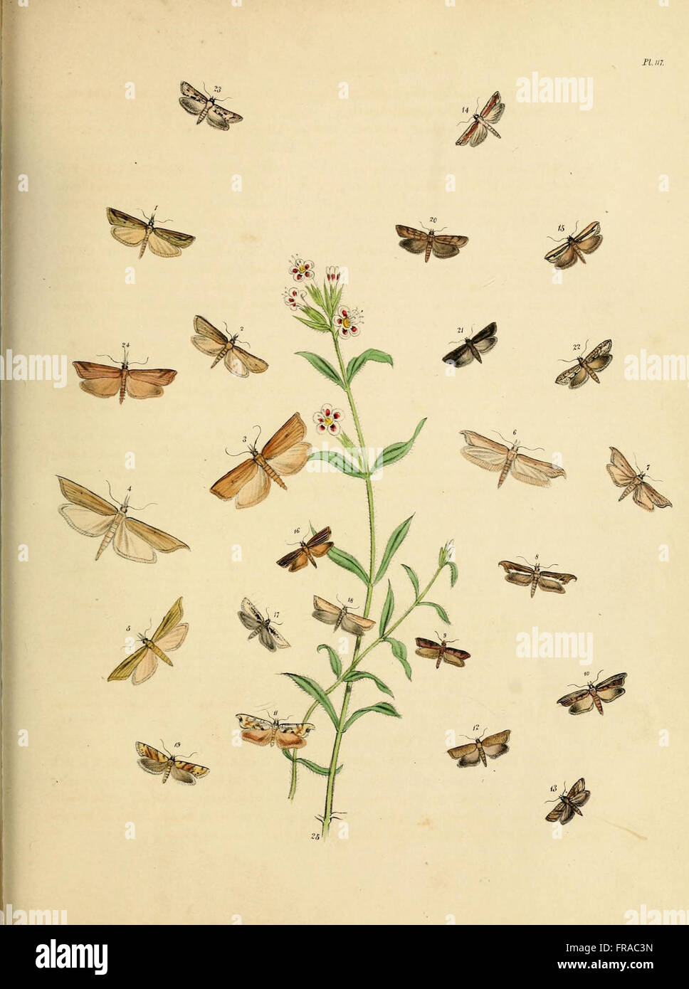 British Moths and Their Transformations (Pl. 117) explores the life ...