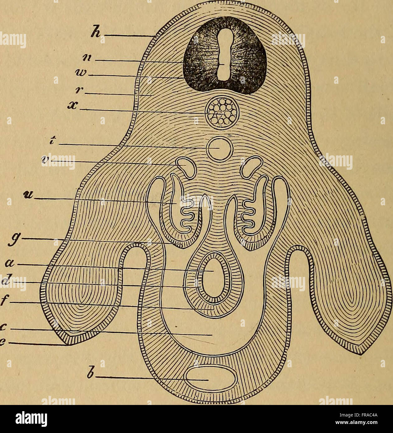*The Evolution of Man* (1896) explores the development of human beings ...
