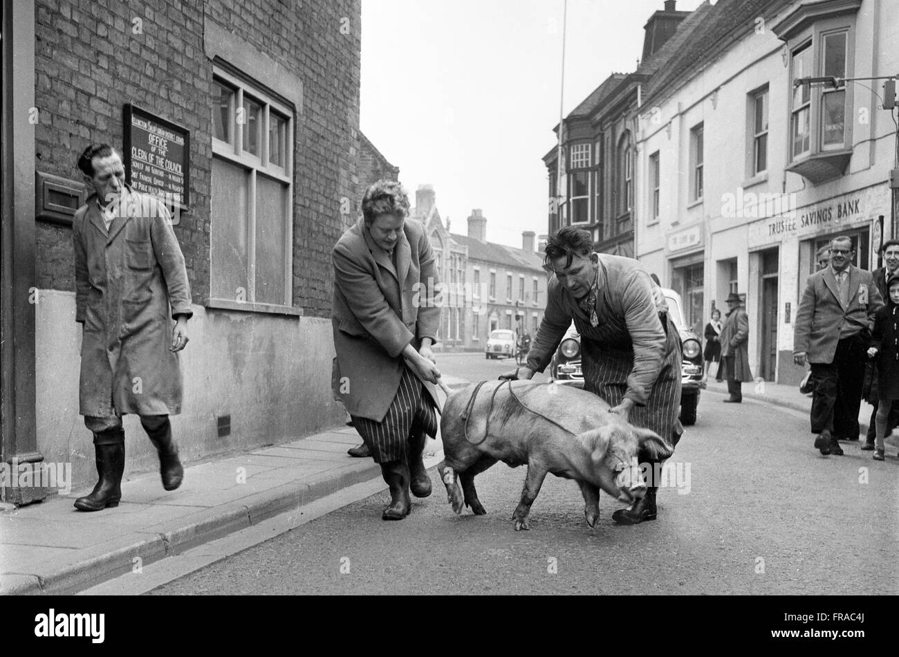 An escaped pig is caught by butchers and slaughter men in a busy street ...