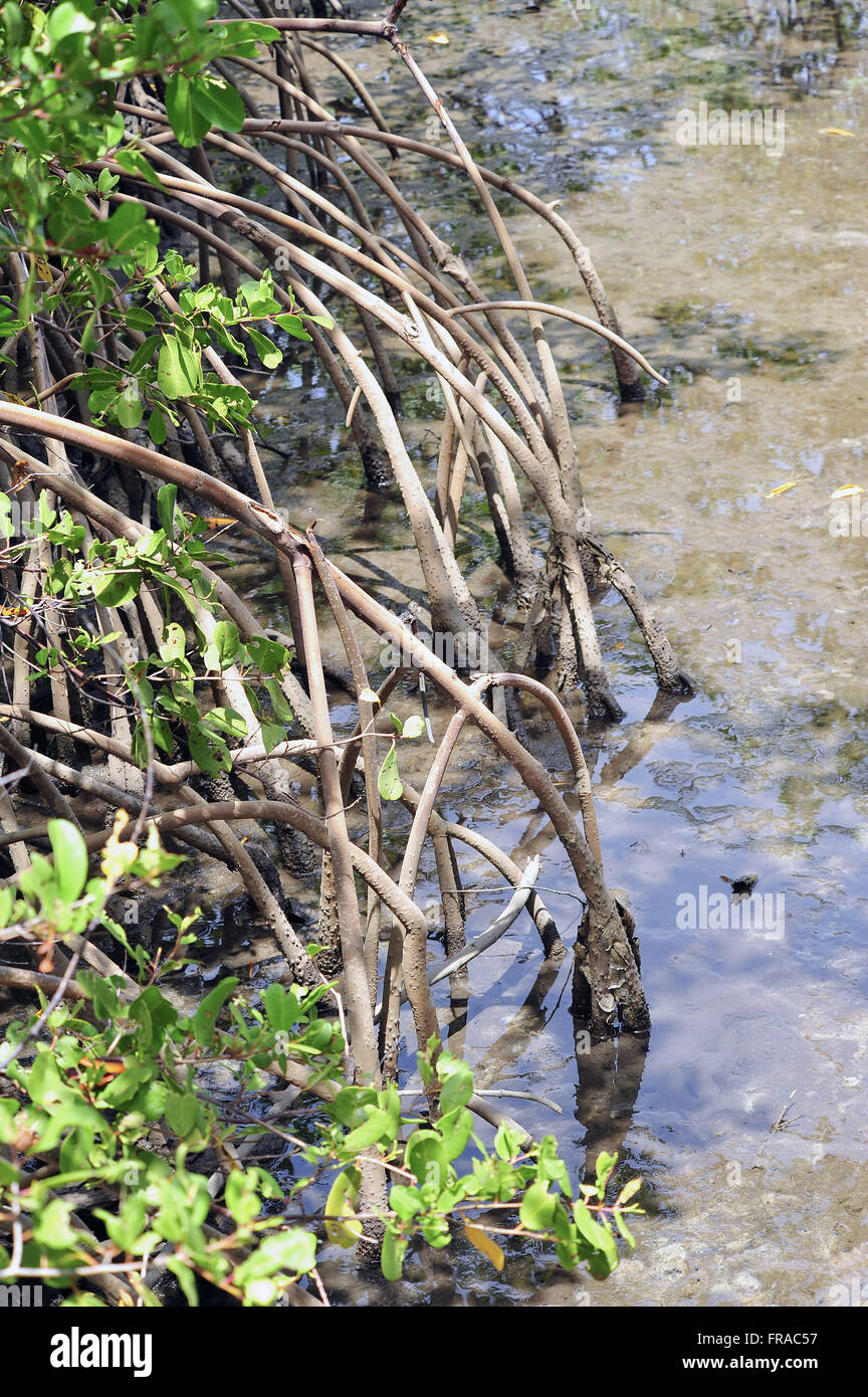 Raizes aereas hi-res stock photography and images - Alamy