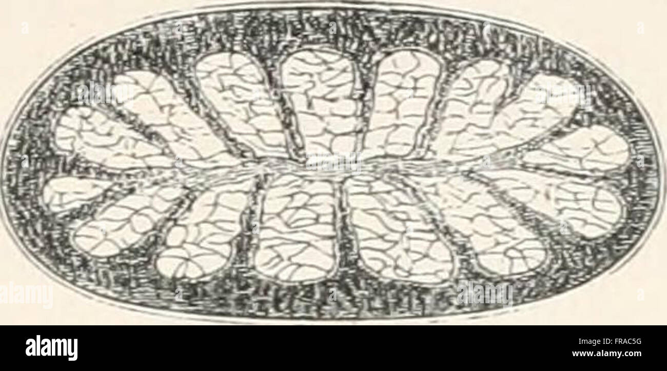 This 1901 work explores the use of microscopes to reveal microscopic ...