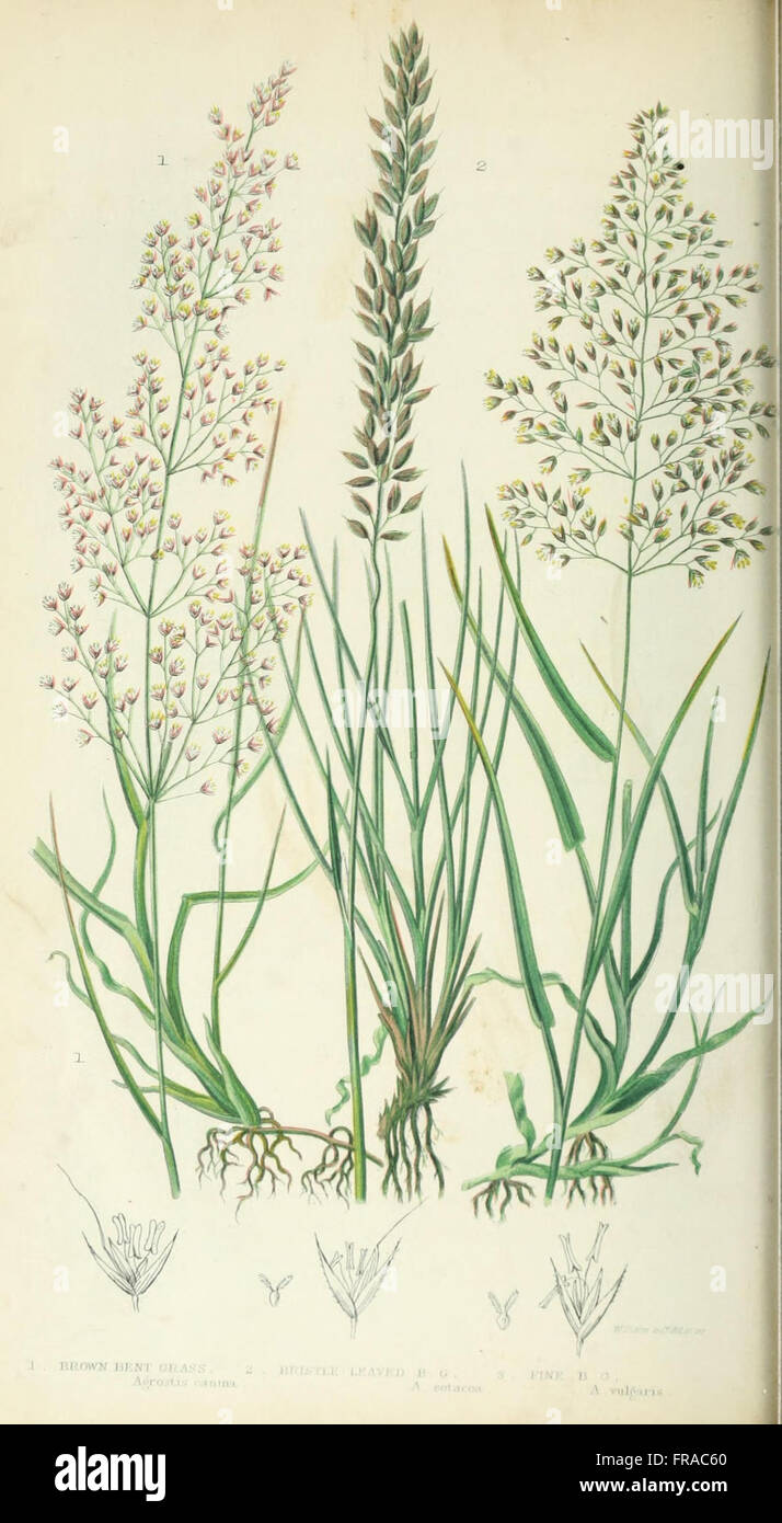 The British grasses and sedges (Pl. 16 Stock Photo - Alamy
