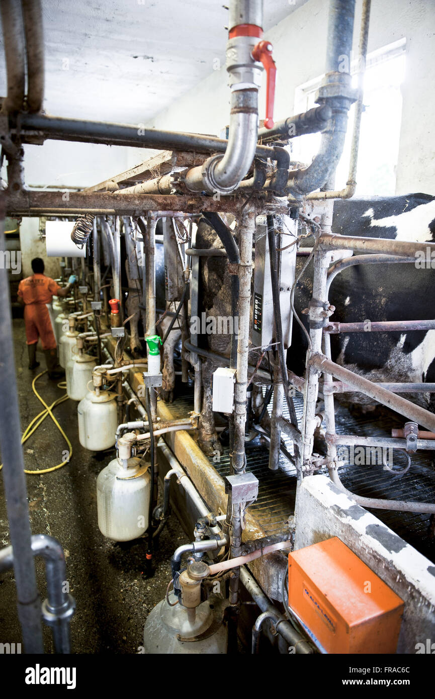 Milking dairy cows on farm in northern Italy - region of Lombardy Stock ...