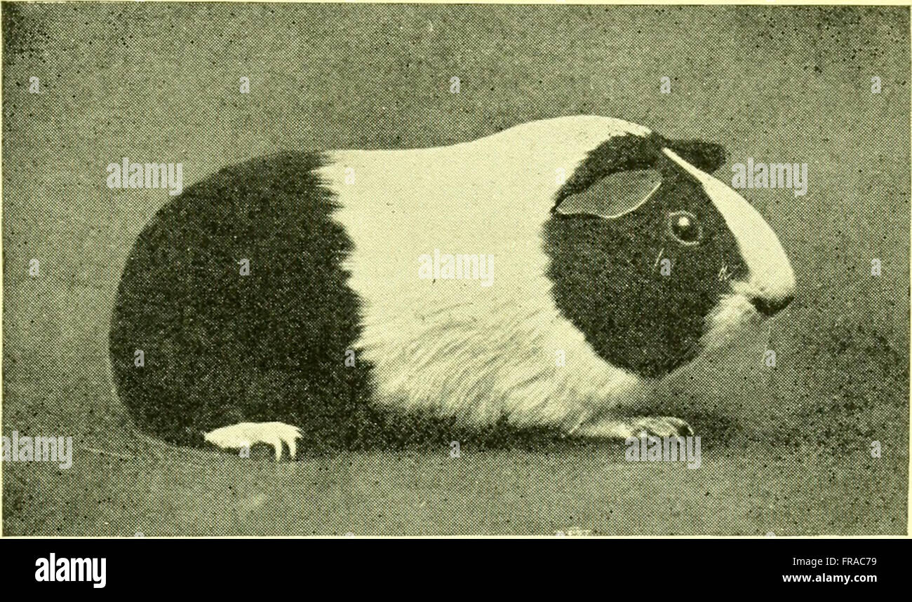 This 1918 guide provides practical information on the care, breeding ...