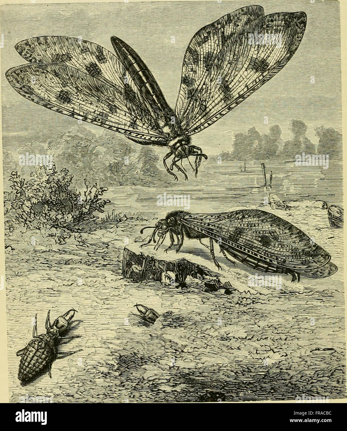 This work explores the metamorphoses (transformations) of various ...