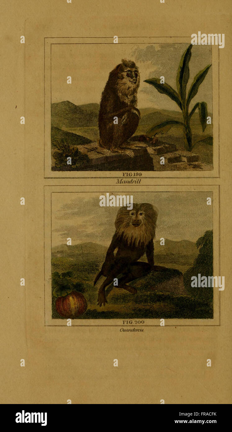 These figures from Buffon’s 'Natural History' depict various animal ...