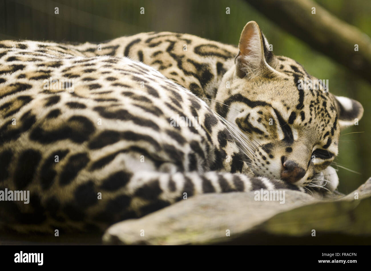 Ocelot brazil hi-res stock photography and images - Alamy