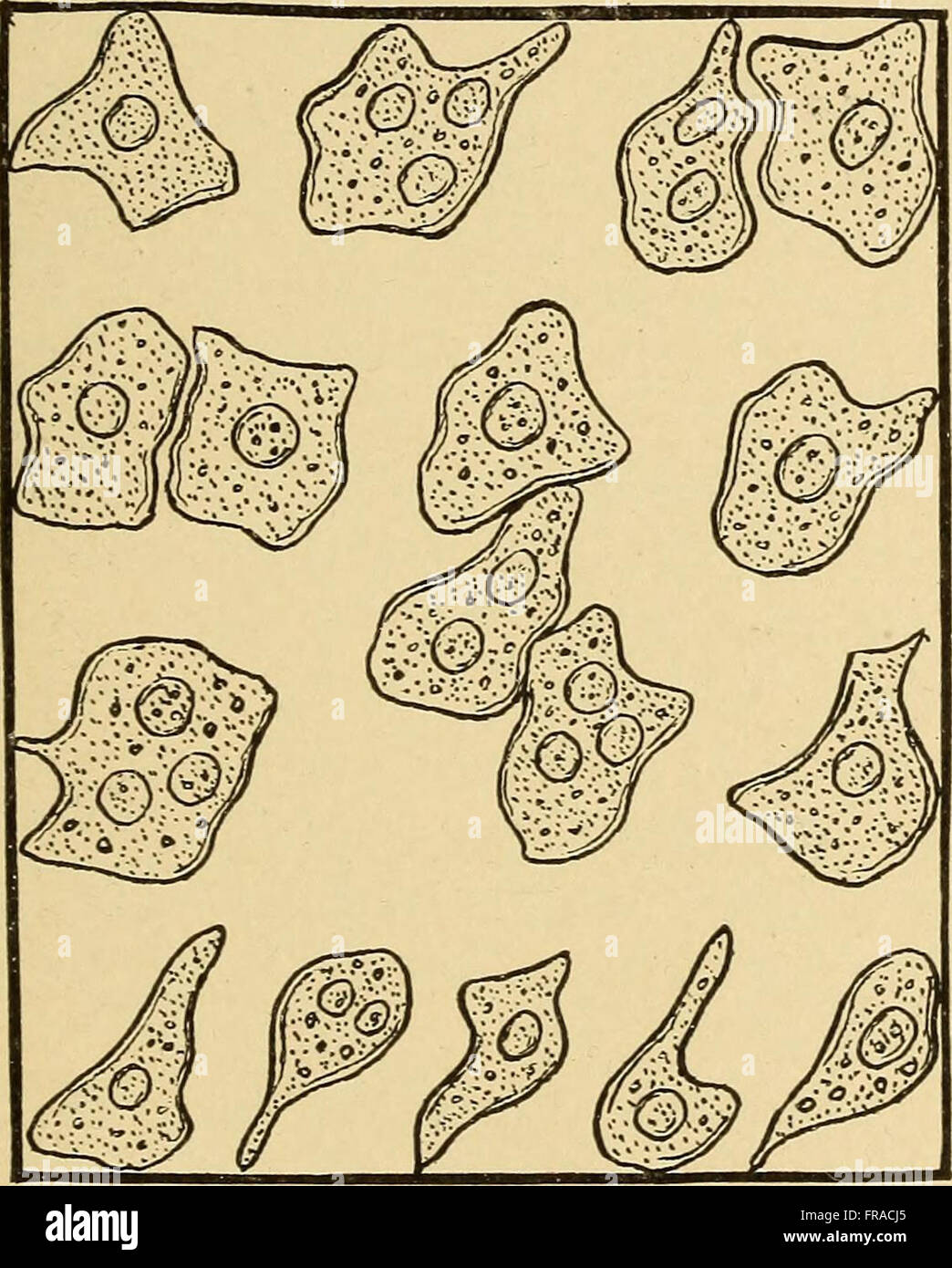 A 1906 text on urinary analysis, focusing on microscopic and chemical ...