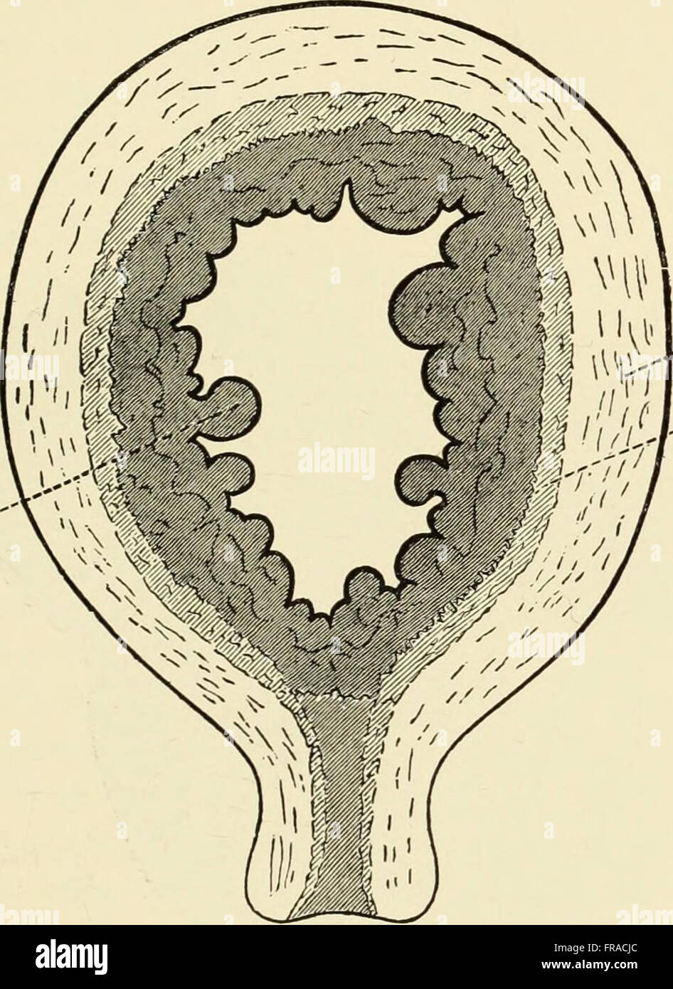 *A Textbook of Obstetrics* (1898) is a comprehensive guide to the ...