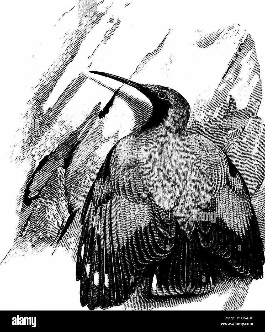 This illustrated manual from 1899 offers detailed depictions and ...