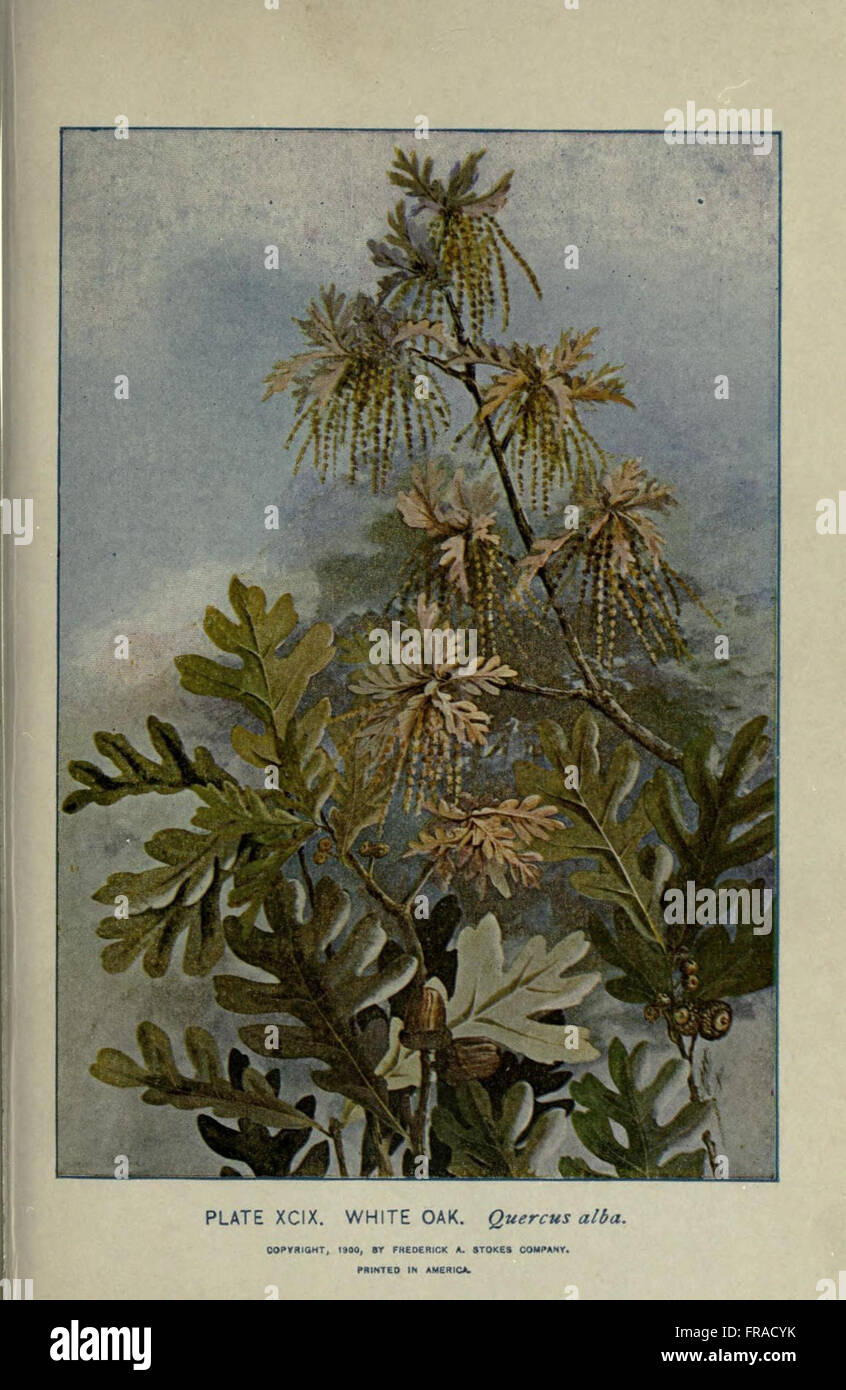 Plate xcix hi-res stock photography and images - Alamy