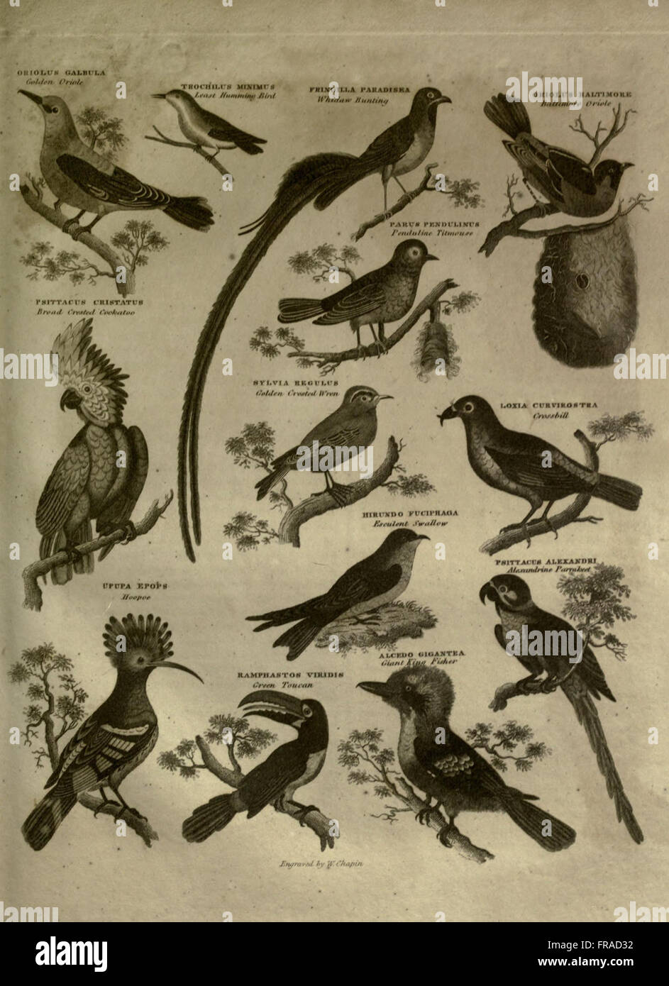 This work provides an overview of Earth's geological history and the ...