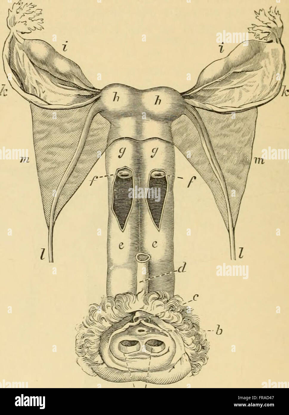 A 1887 text offering a comprehensive system of gynecology, covering the ...