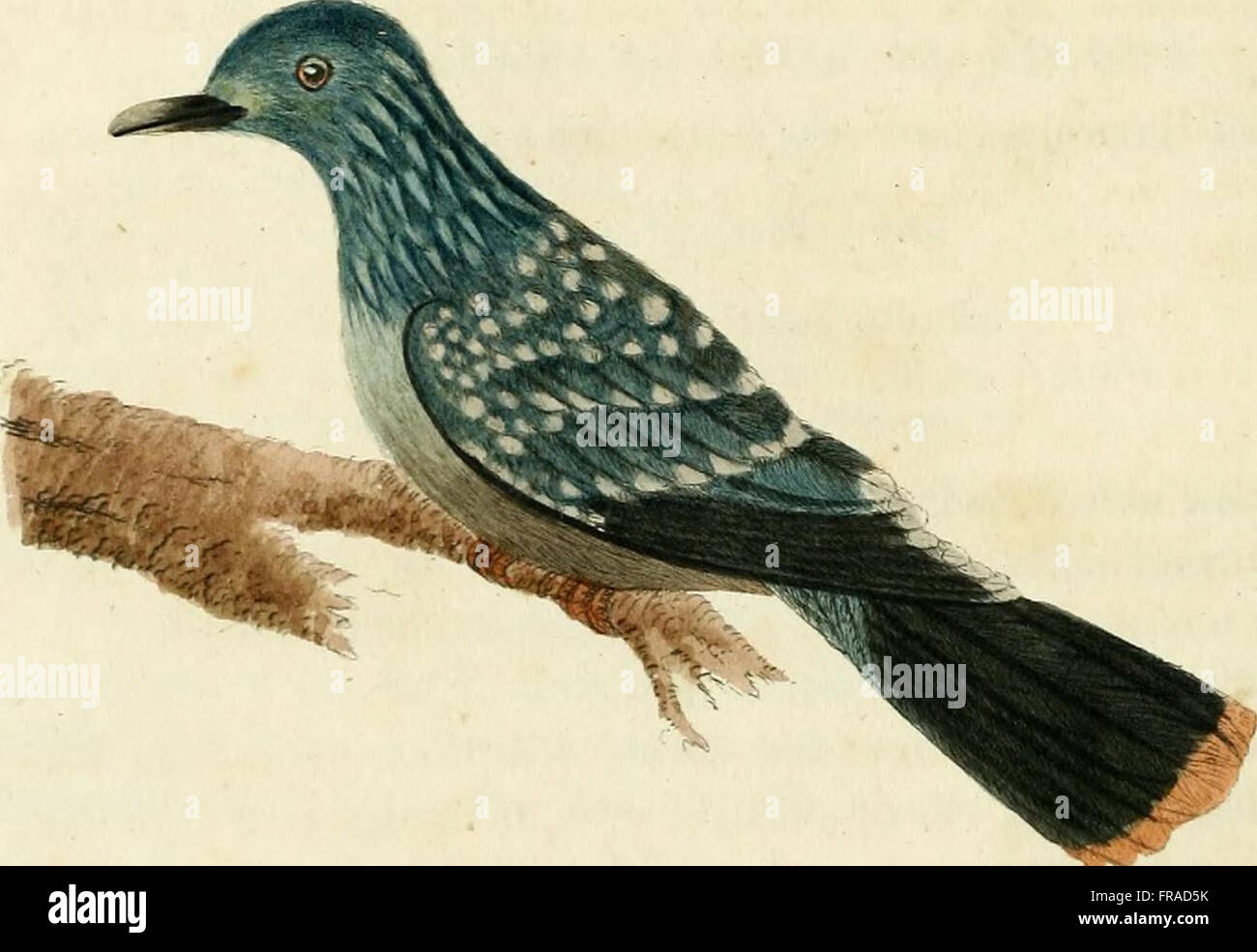 'A General History of Birds' (1821) offers a comprehensive overview of ...