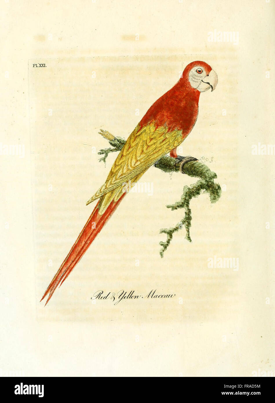 This comprehensive work offers an overview of bird species, their ...