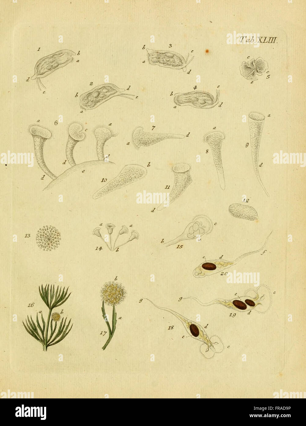 An illustration plate depicting various types of microscopic organisms ...