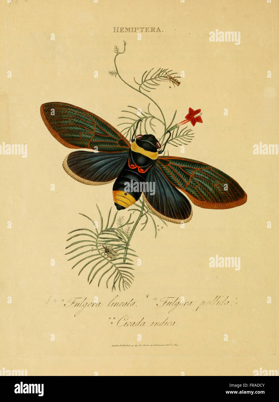 *An Epitome of the Natural History of the Insects of India* (Plate 8 ...
