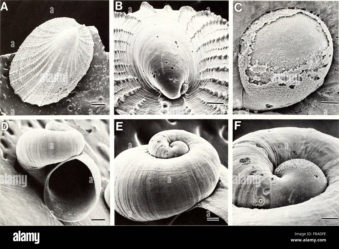 The 1986 American Malacological Bulletin publishes research on mollusks ...