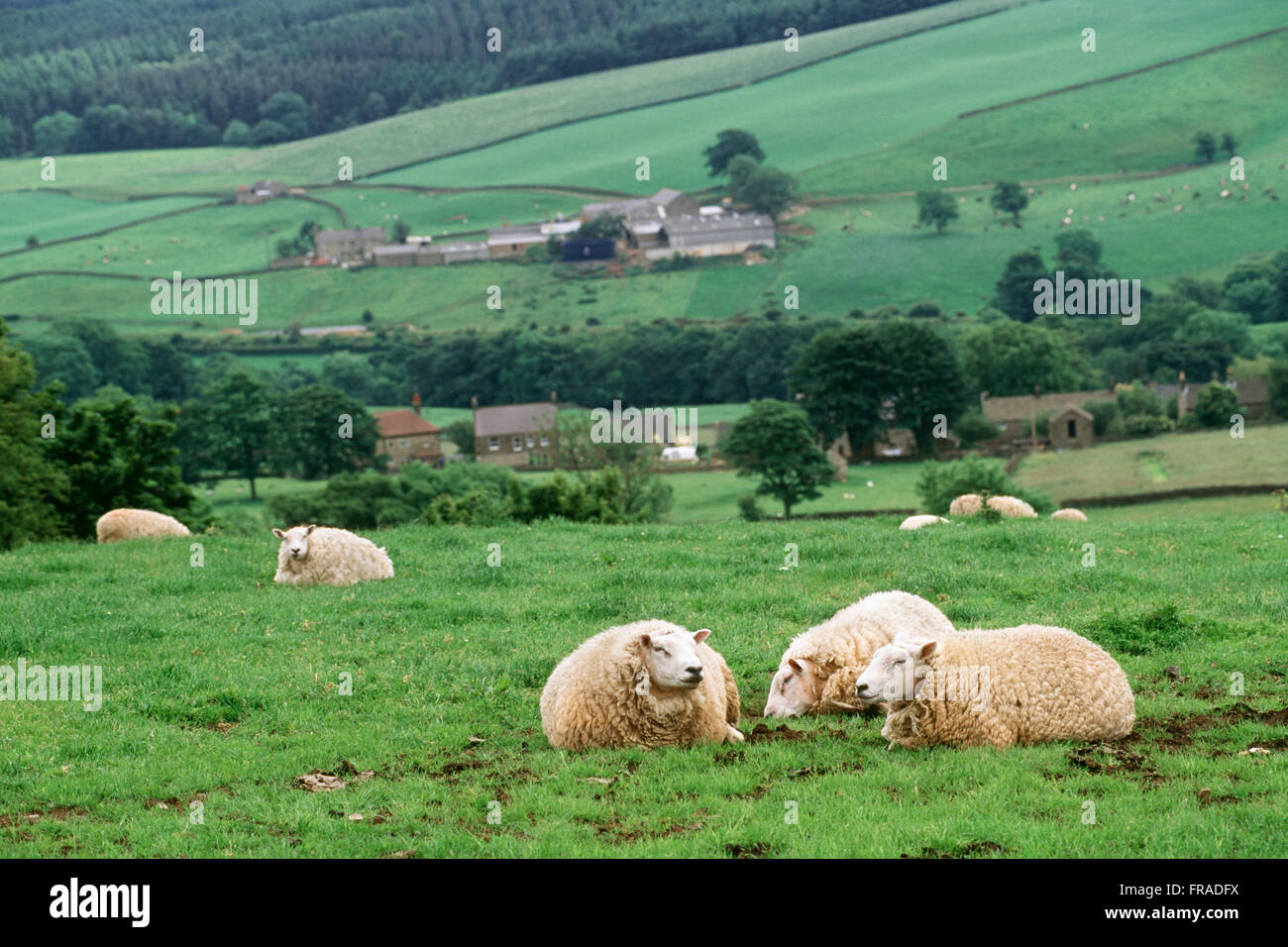 Sheep, Yorkshire Dales National Park, Yorkshire, England Stock Photo ...