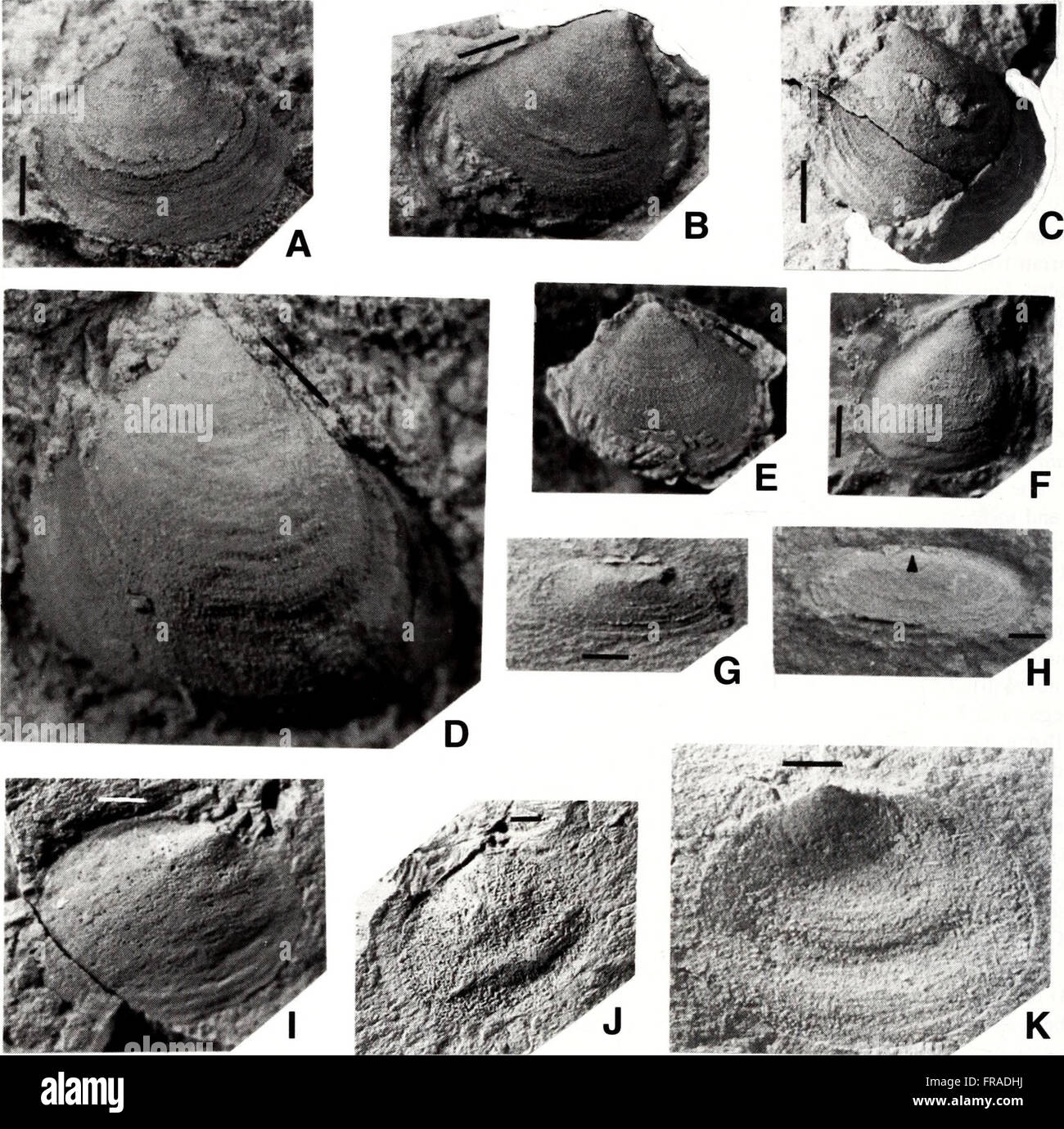 This publication features research on malacology, focusing on the study ...