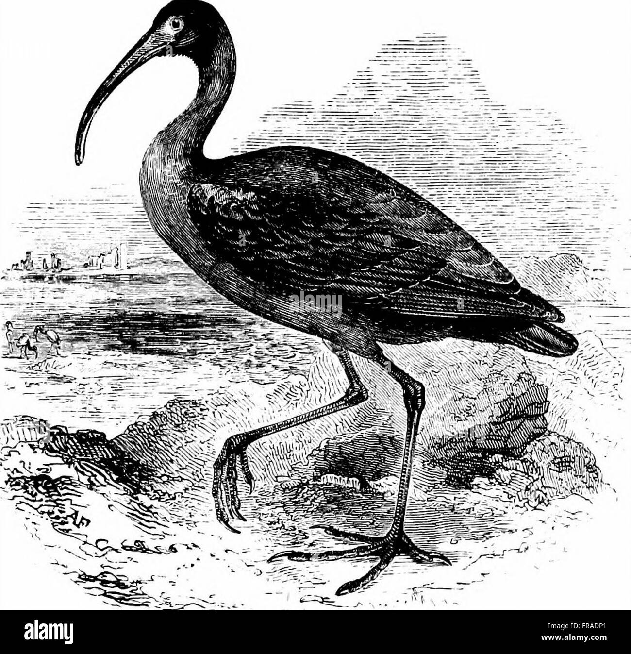 This 1899 manual provides detailed illustrations and descriptions of ...