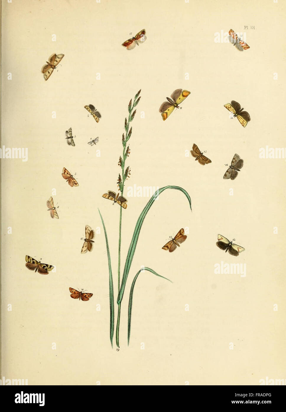 This work focuses on the life cycles and transformations of British ...