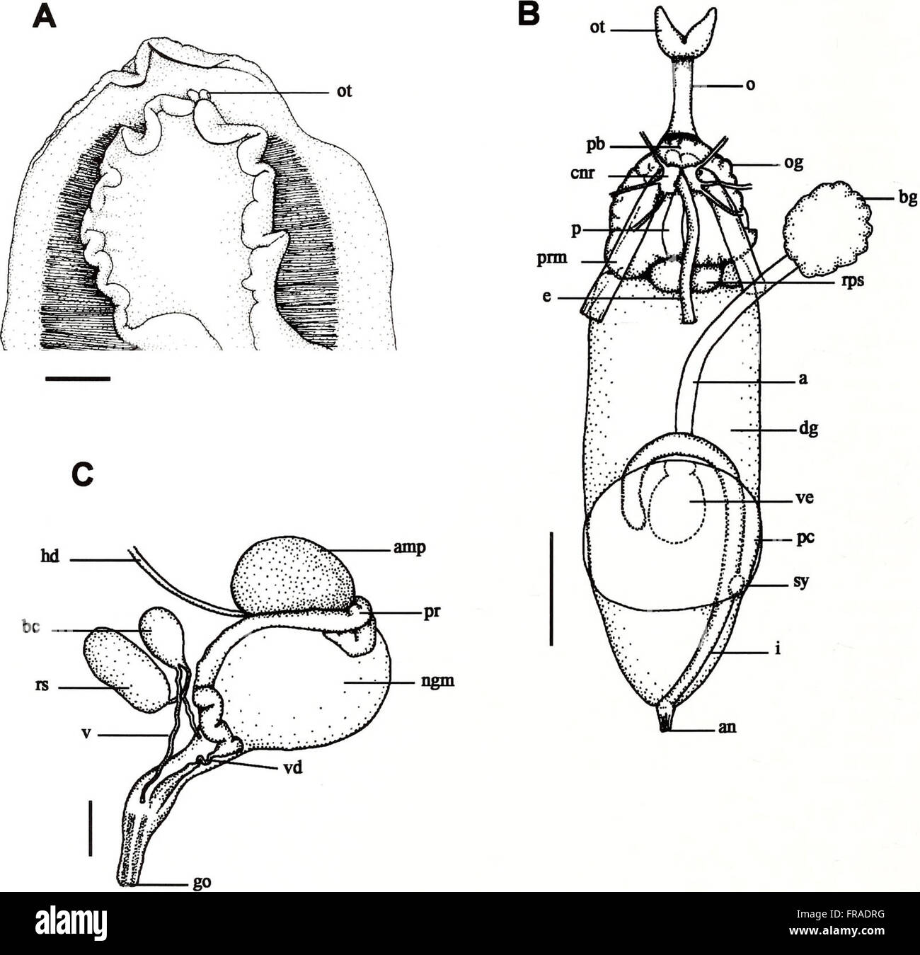 The 2007 edition of the American Malacological Bulletin presents ...