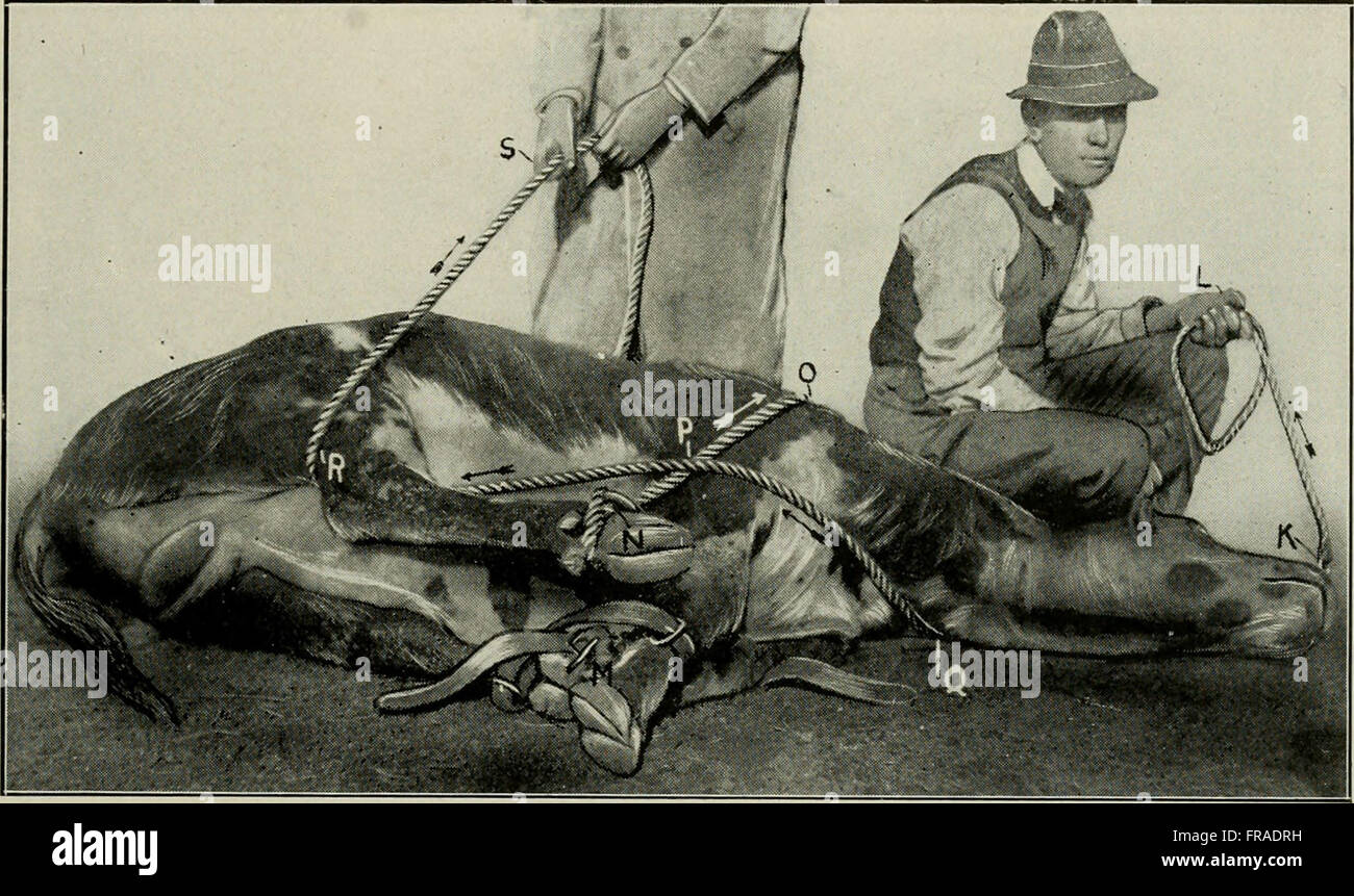 Published in 1920, this book serves as a guide to animal castration for ...