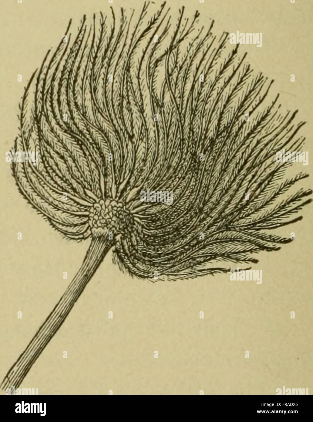 This 1896 compendium covers general botany, focusing on plant ...