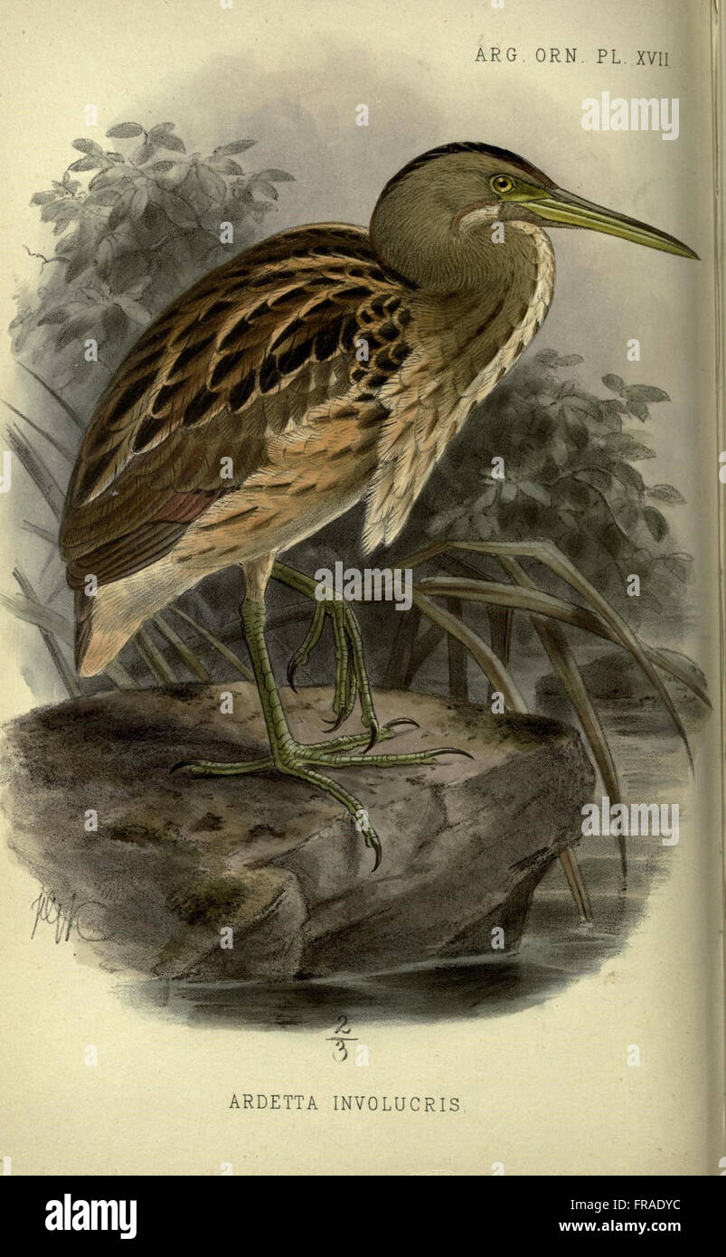 'Argentine Ornithology' features detailed studies of bird species ...