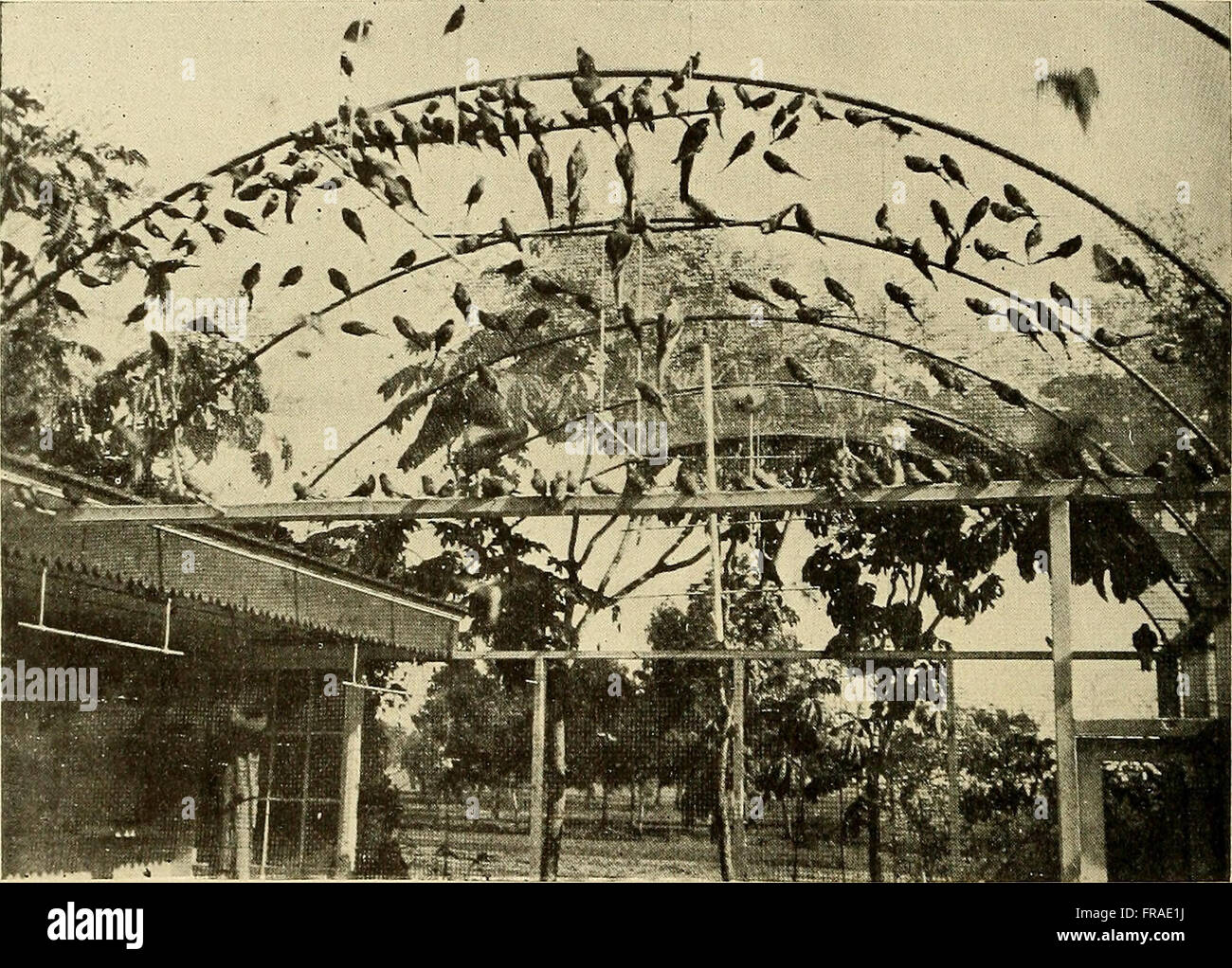 Bird Lore (1907) focuses on the study of birds, their behaviors, and ...