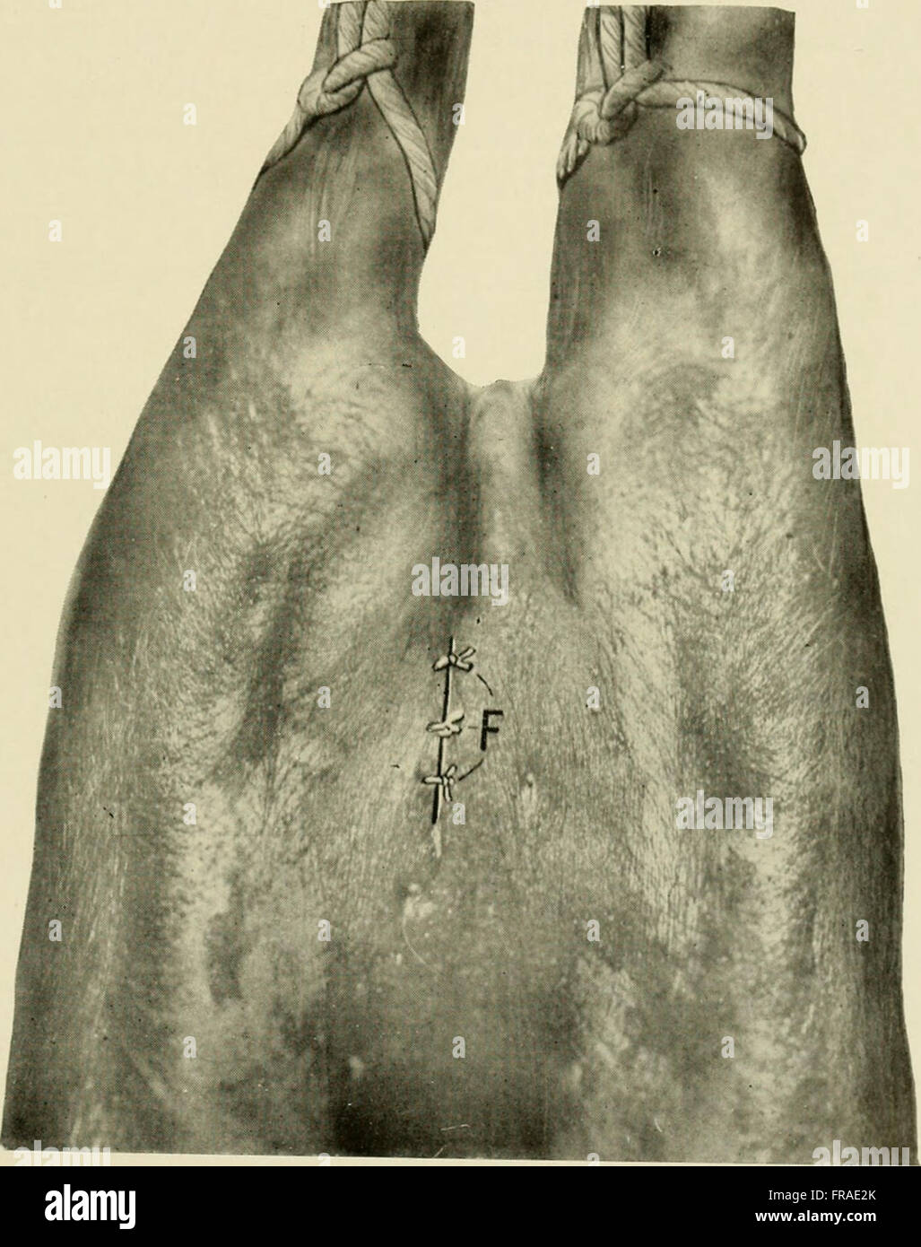 A 1914 guide on animal castration, detailing surgical techniques ...