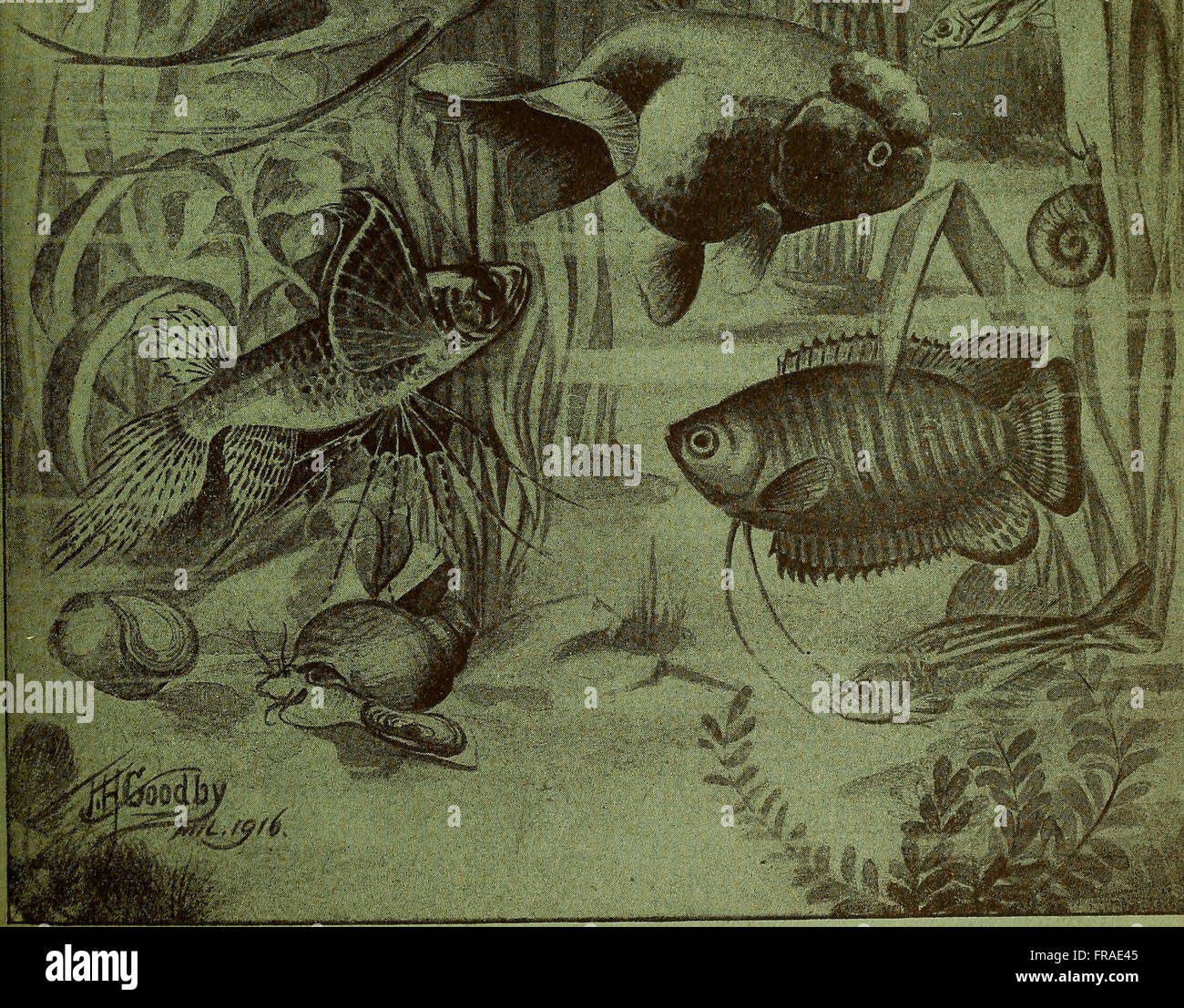 Aquatic life (1918-1919 Stock Photo - Alamy