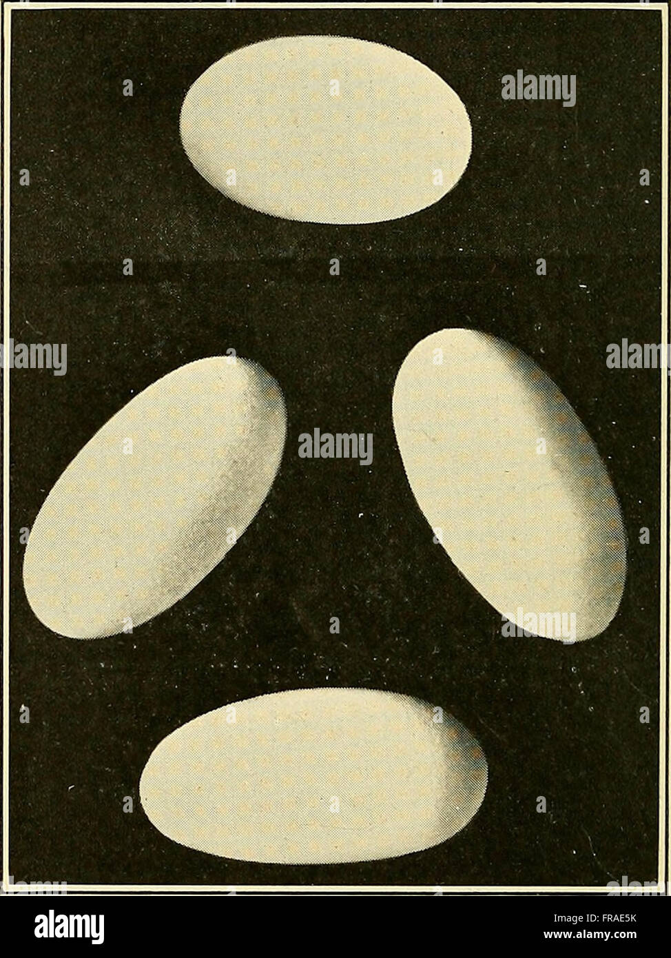 Aquatic life 1918 hi-res stock photography and images - Alamy