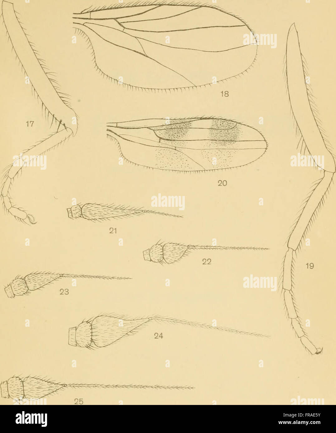 This journal covers studies on the fauna and flora of Finland ...