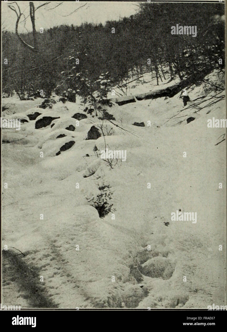 American cookery (1919 Stock Photo - Alamy